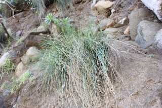 Flora Endémica dos Açores