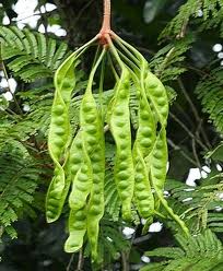 myfamily: Khasiat Petai