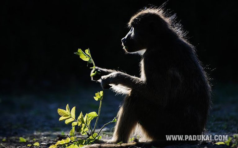 Win Min: Animal Photography, Beautiful Animals Photography, Wild ...