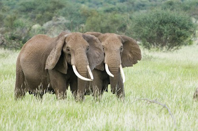 Win Min: Pair Animals pics, funny animals pics, double animals images ...