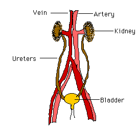 Urinary system: Mammalian excretory system