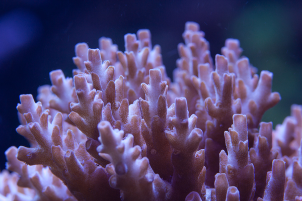 Large Build - 2Sunny's 240 Coral Garden Cube | Page 8 | Reef2Reef