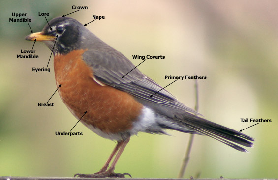 Let me teach you about animals!: A Closer Look at the Bird Body.