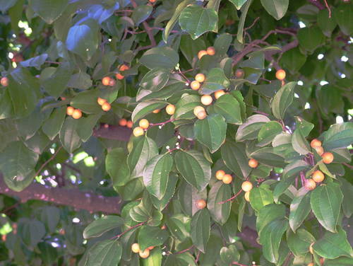 ERVAS E AROMAS: Juá