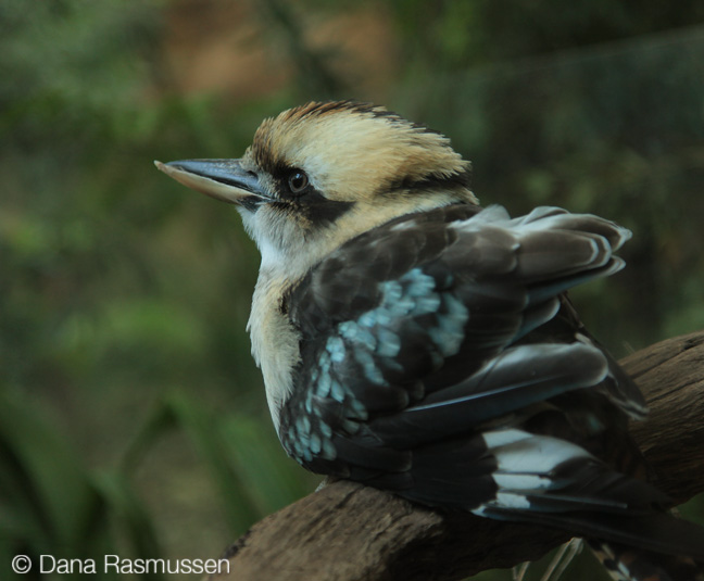 Photography by Dana Rasmussen