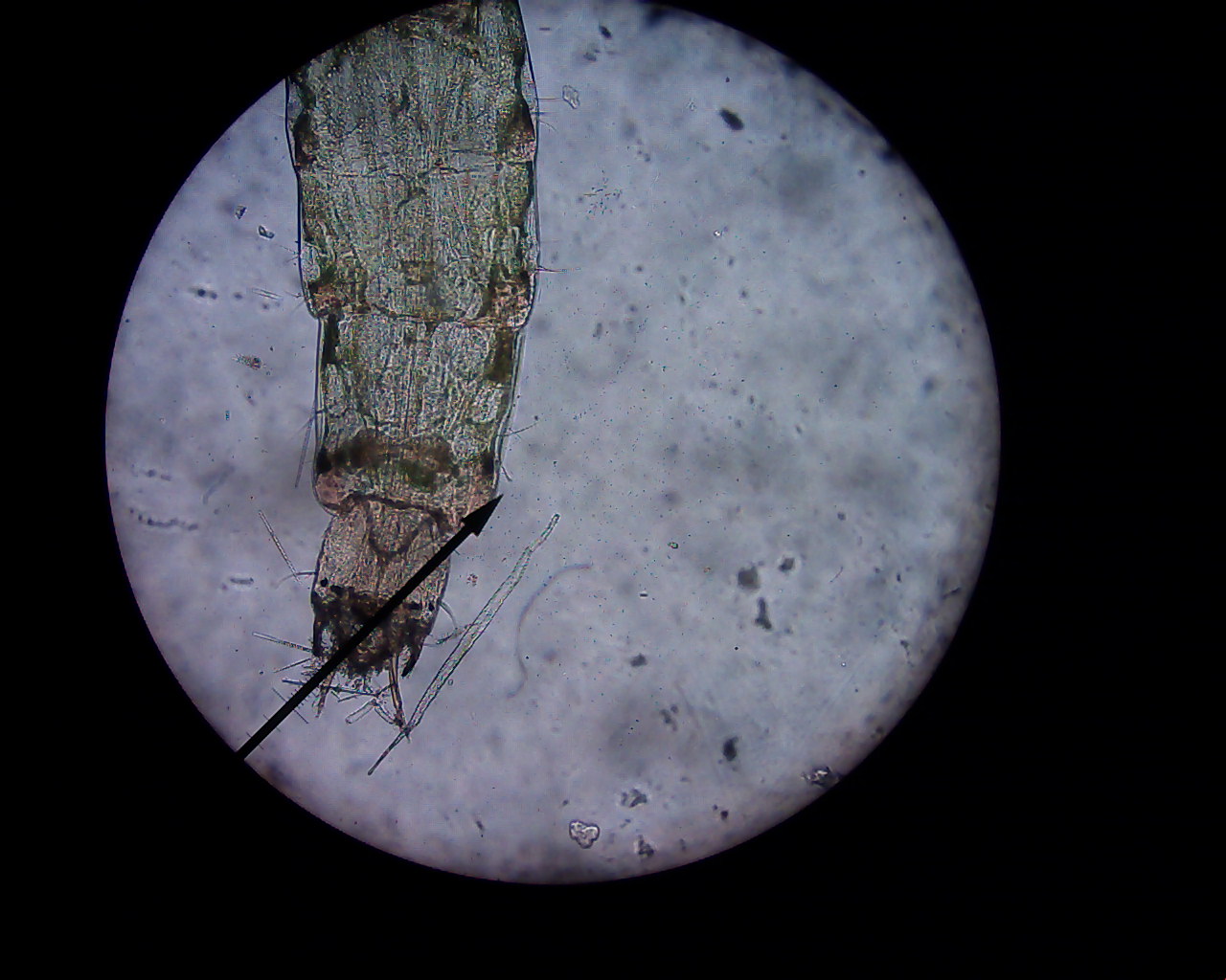 Marine Ecology Block 4 KAM: Plankton Observations