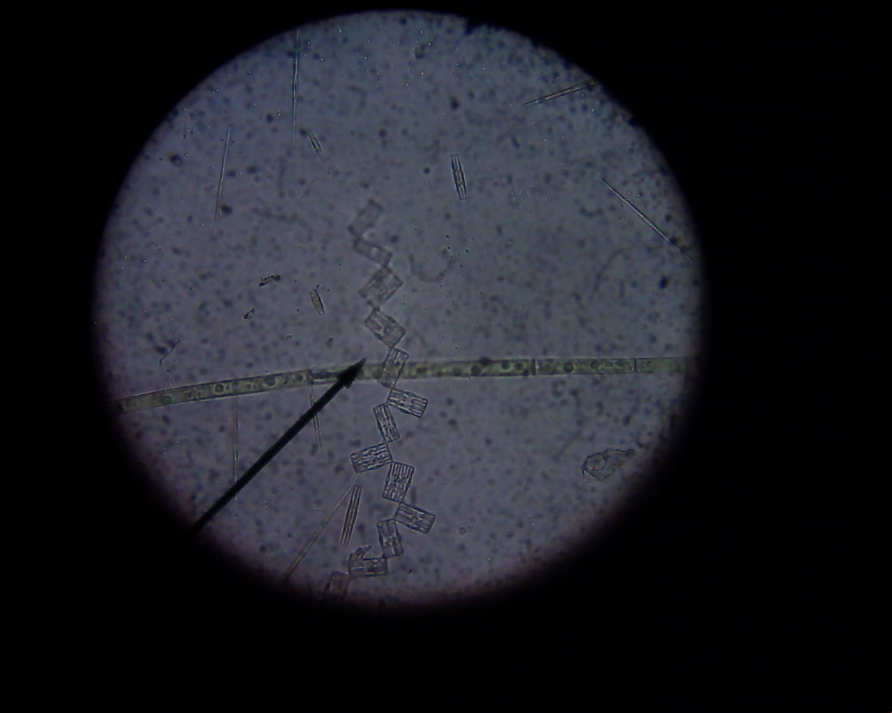 Marine Ecology Block 4 KAM: Plankton Observations