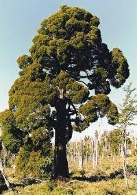 Parque Nacional los Alerces: ¿Qué es un alerce?