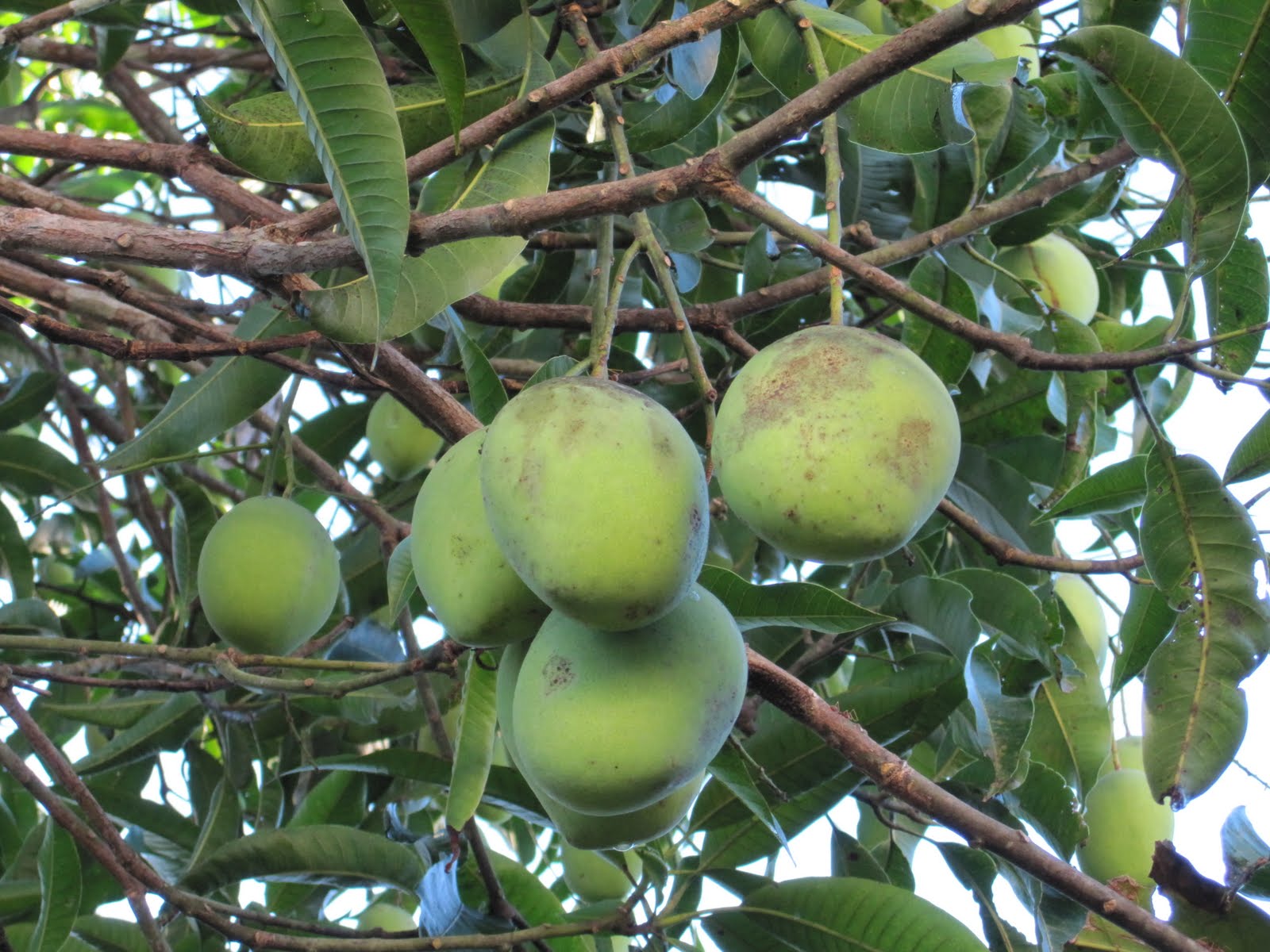 CORAT CORET KEHIDUPANKU: MANGGA ATAU MEMPELAM?