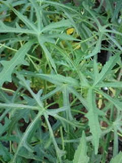 Mengenal Sayur Daun Gedi(YONDOK) | Chandra Pinuyut's Blog