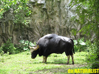da|NATURALIST: Malaysia's Wild Cattle: Seladang and Banteng