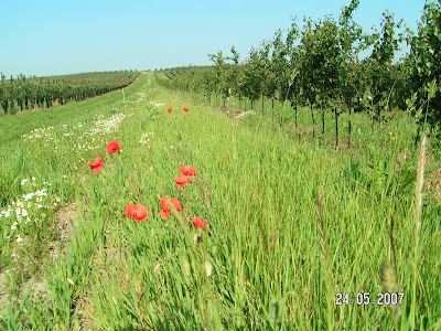 Mansfields: Beetle banks at Home Farm, Marshside