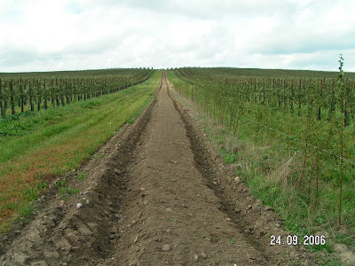 Mansfields: Beetle banks at Home Farm, Marshside