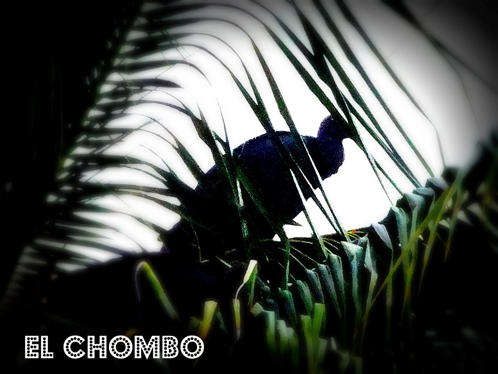 LUPITA MIRANDA GARCIA: La Biodiversidad de comalcalco Tabasco