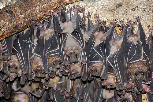 Philippines tourist destination: The Bat Sanctuary of Island Garden ...