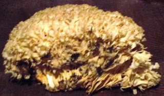 Gastromimix: Sparassis crispa - Greixa reina