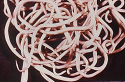 The Biologian: Pig Whipworm Treatment