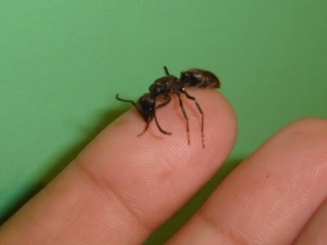 caçador naturalista