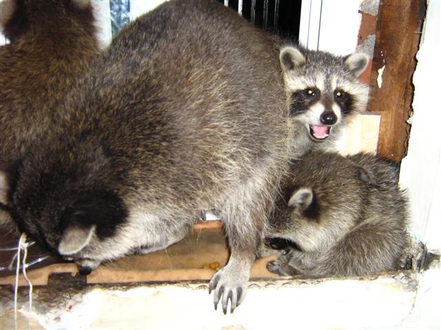 VEVERITE, RATONI and CO.: Ratonul taraie