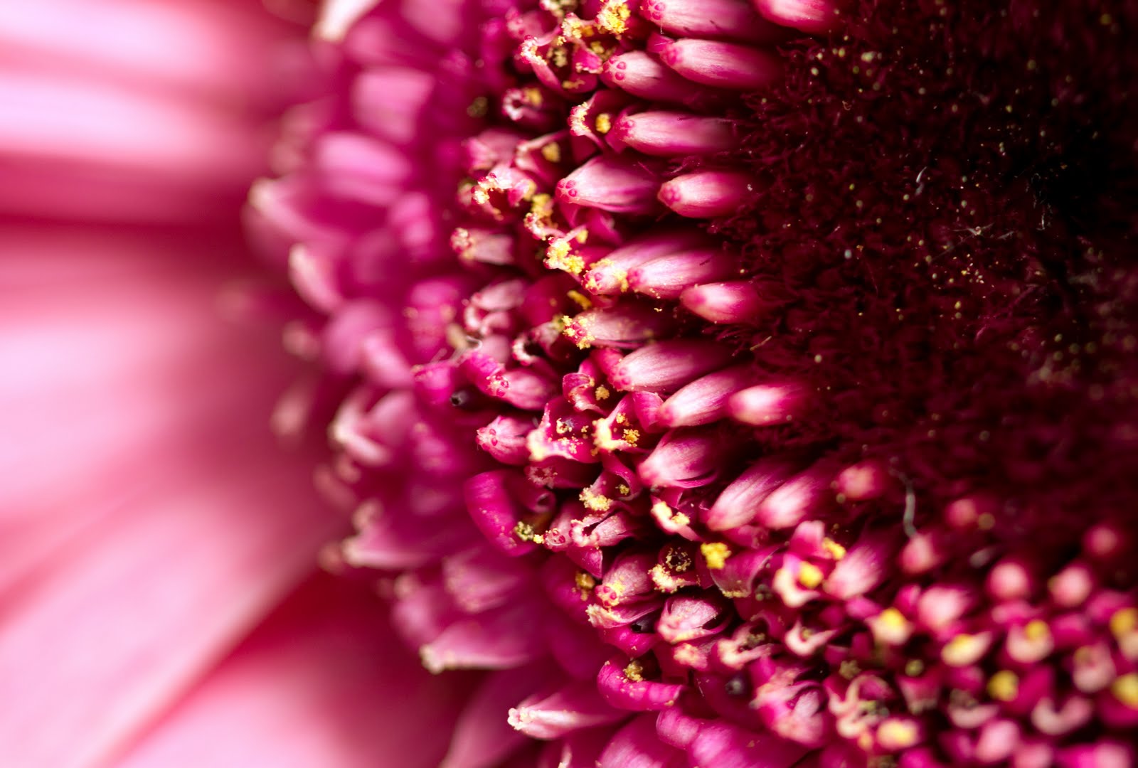 CLUB FOTOGRÁFICO DE ESTIBADORES: Flor "Tupida"