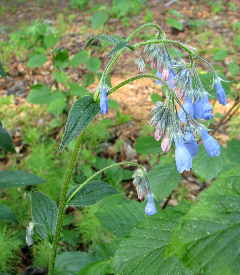 Married To A Birder: Qiviut, Bluebells and Swallowtails - Alaska May 30 ...