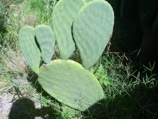 Nopal Potosino