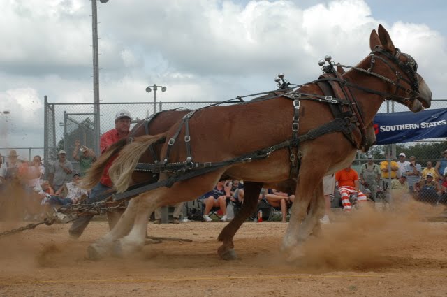 Leahaven: The Mule Pull at Ider's Mule Days