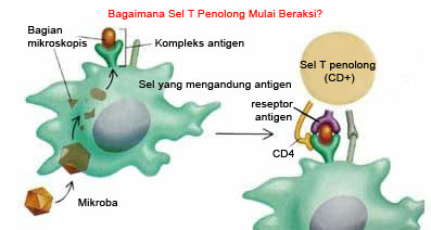 Science Education: Keajaiban Sistem Pertahanan Tubuh Manusia