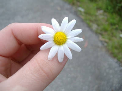 Linda Flor: Malmequer