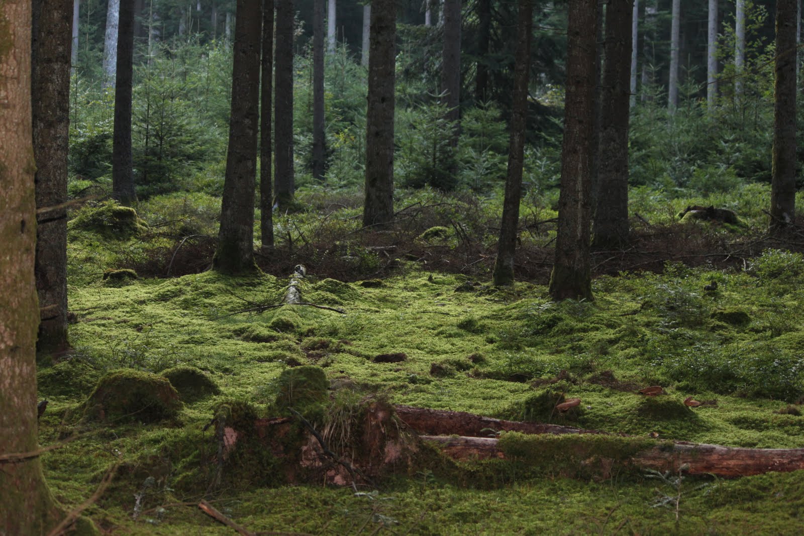 Russky Adventure Nomer 2: Adventures in a German Forest (aka Before the ...