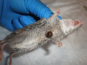 Creepy Dreadful Wonderful Parasites: Case of the Week 130