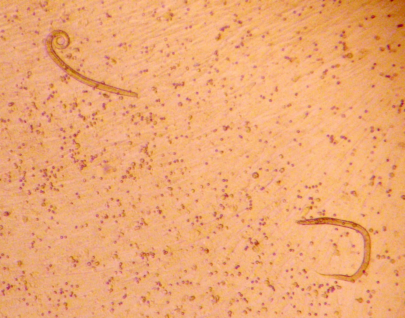 Creepy Dreadful Wonderful Parasites: 2010