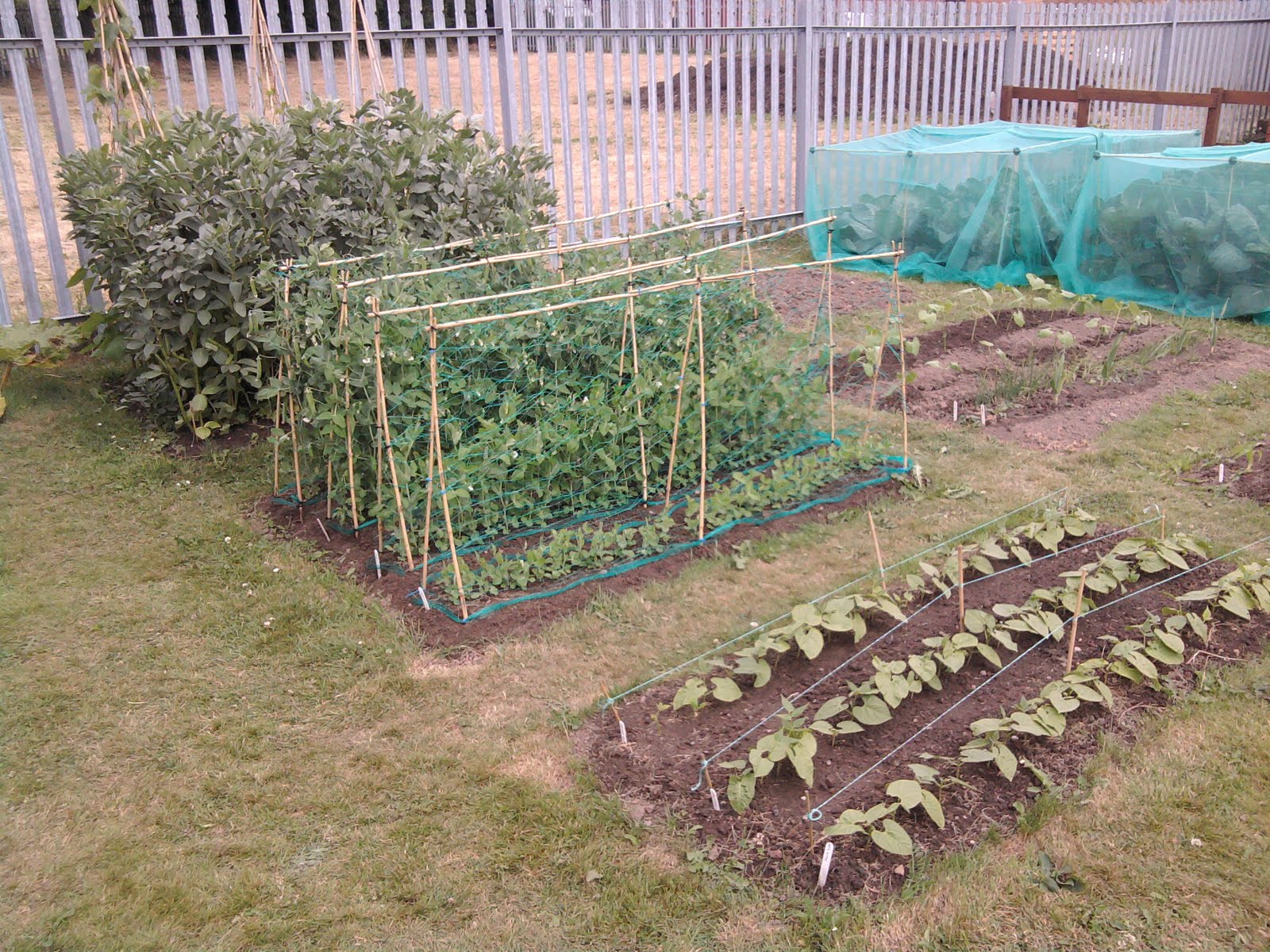 Allotment Life in Wrexham: Potatoes harvested