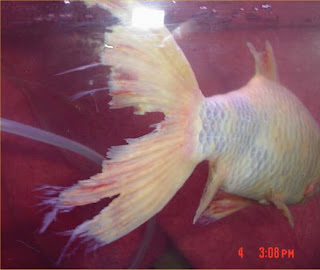 Fishdoctor: Fin Tail Rot Disease