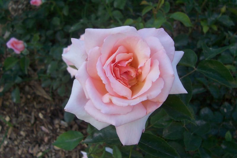 Davy's Louisiana Gardening Blog: Moved With Compassion