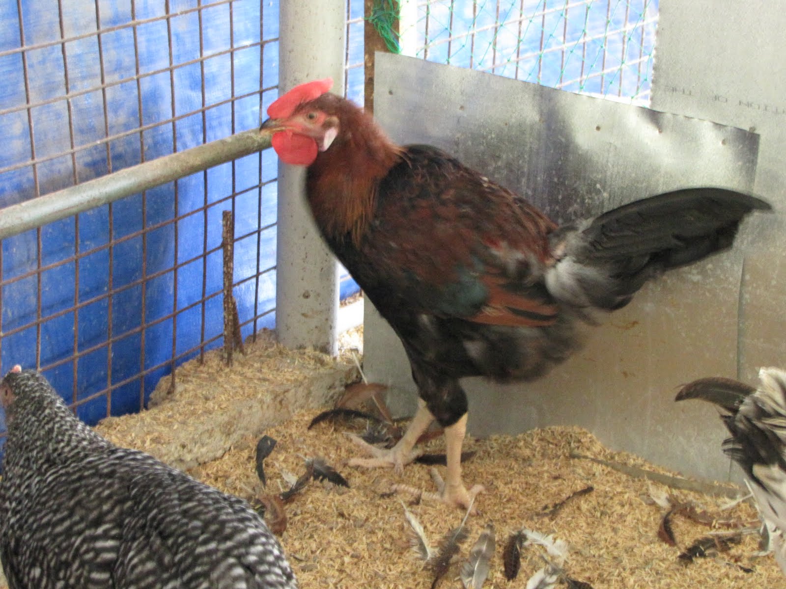 Superior Genetics!: Our Selection of LEGHORN Breeders
