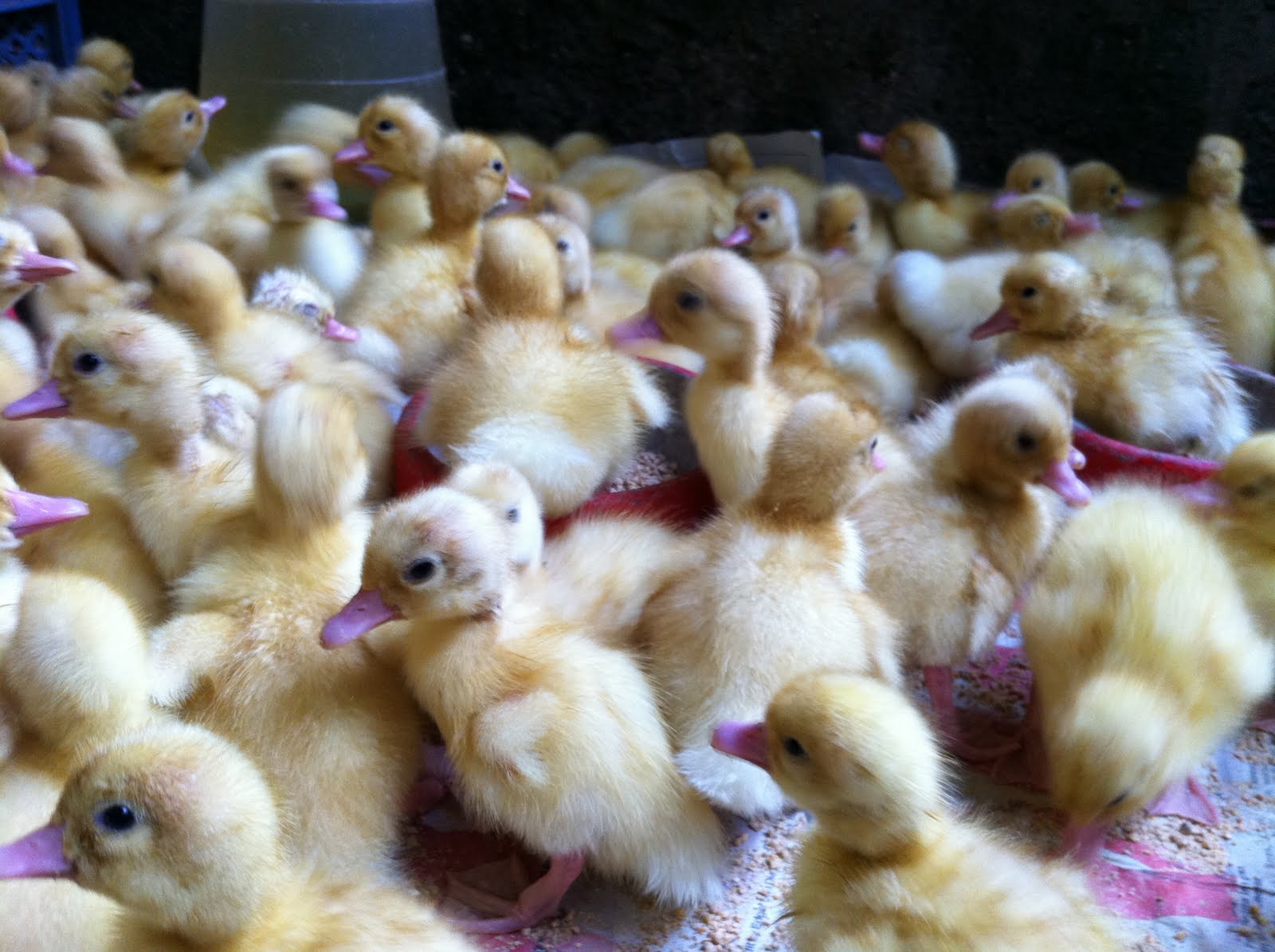 Superior Genetics!: Local Certified F1 Pekin duckling production now ...
