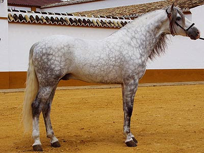 Don George: PELAJES DE CABALLOS [Fotos]