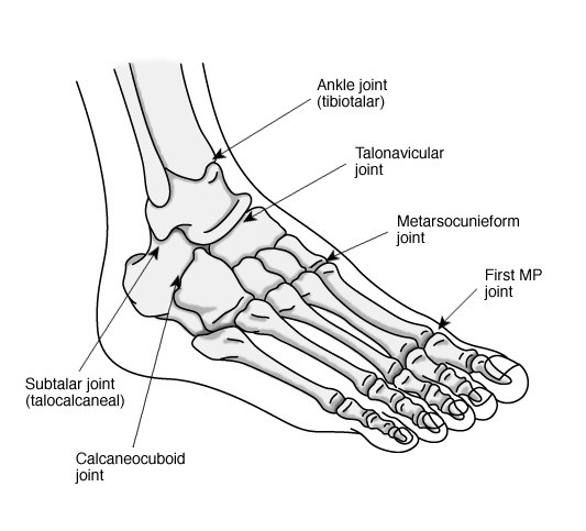 3-D Optimal Performance Guide: Introduction to 3-D Foot/Ankle Complex