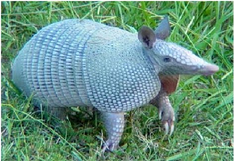 ESPECIES SILVESTRE DE CASANARE: EL CACHICAMO