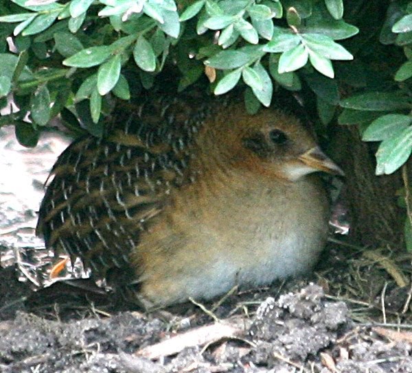 Birding! A Growing Obsession!: Yellow Rail in Downtown Indianapolis!