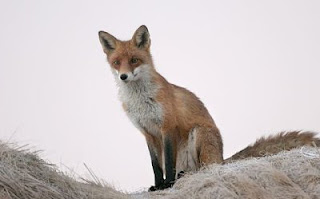 Short Stories: Fox, Lion, Rabbits, Wolf and Management