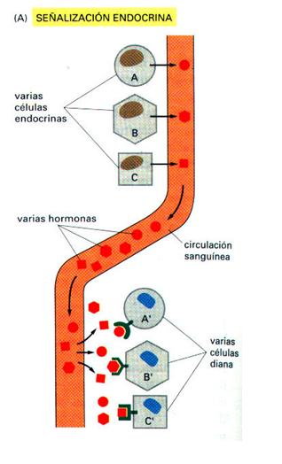 Biología celular y molecular: Modelos de comunicación celular