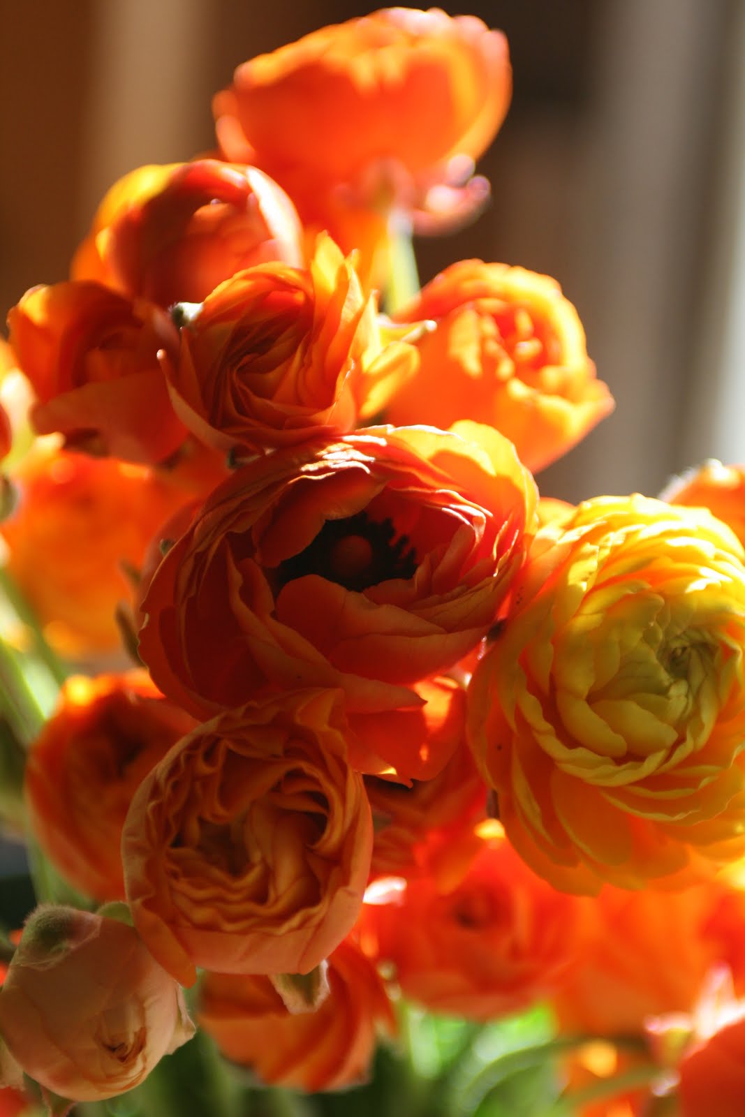 Ranunculus - Floret Flowers
