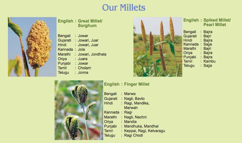 Farm, yeah: millets - hardy and nutritious