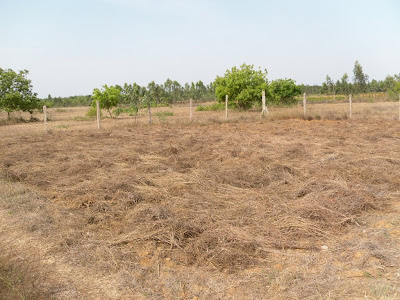 Farm, yeah: ragi crop - experiences