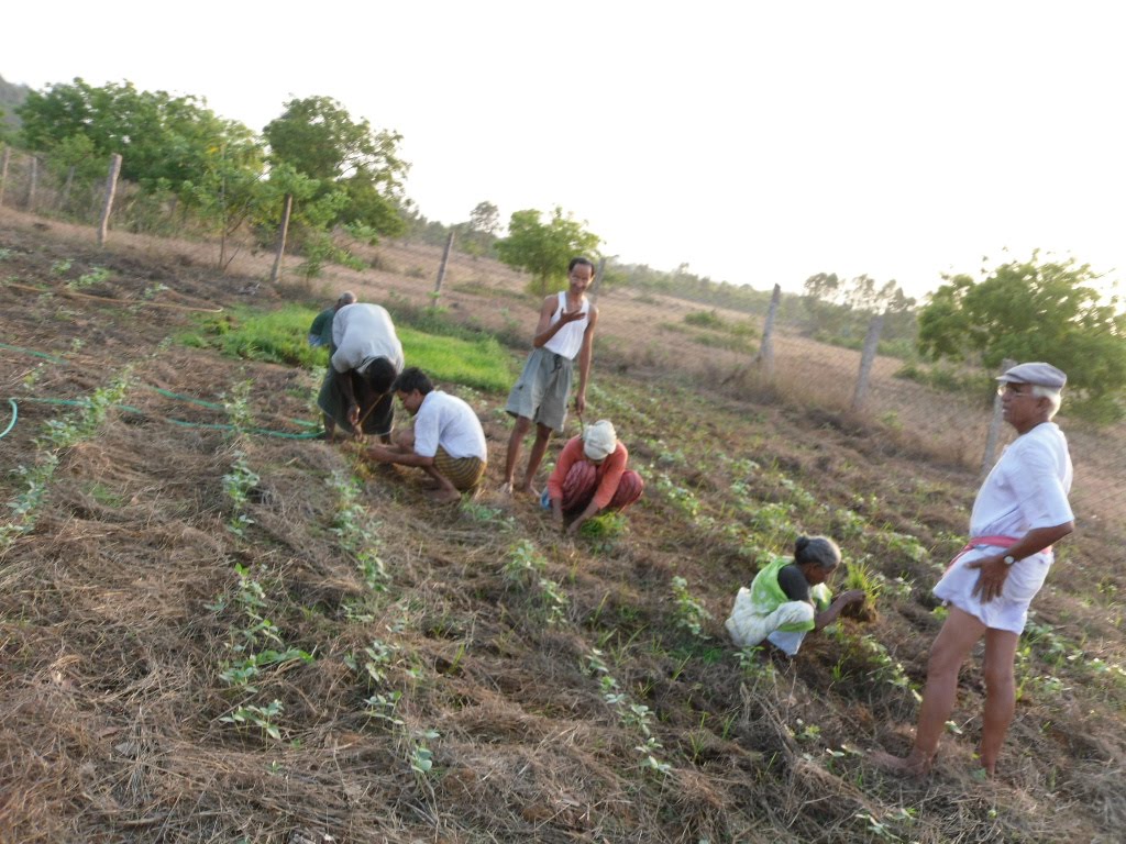 Farm, yeah: ragi crop - experiences
