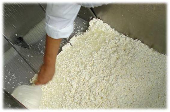 Production of Cheese: Cheese Elaboration