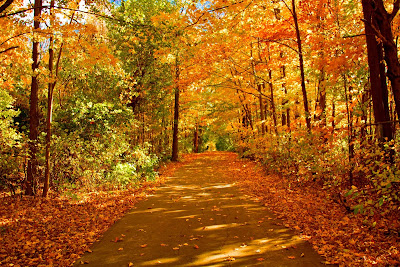 LEAF PATH | Andrea Nesbitt Photography