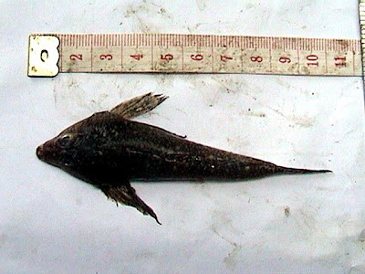 BIOLOGI: DIVERSITAS IKAN DI PULAU JARING HALUS KABUPATEN LANGKAT